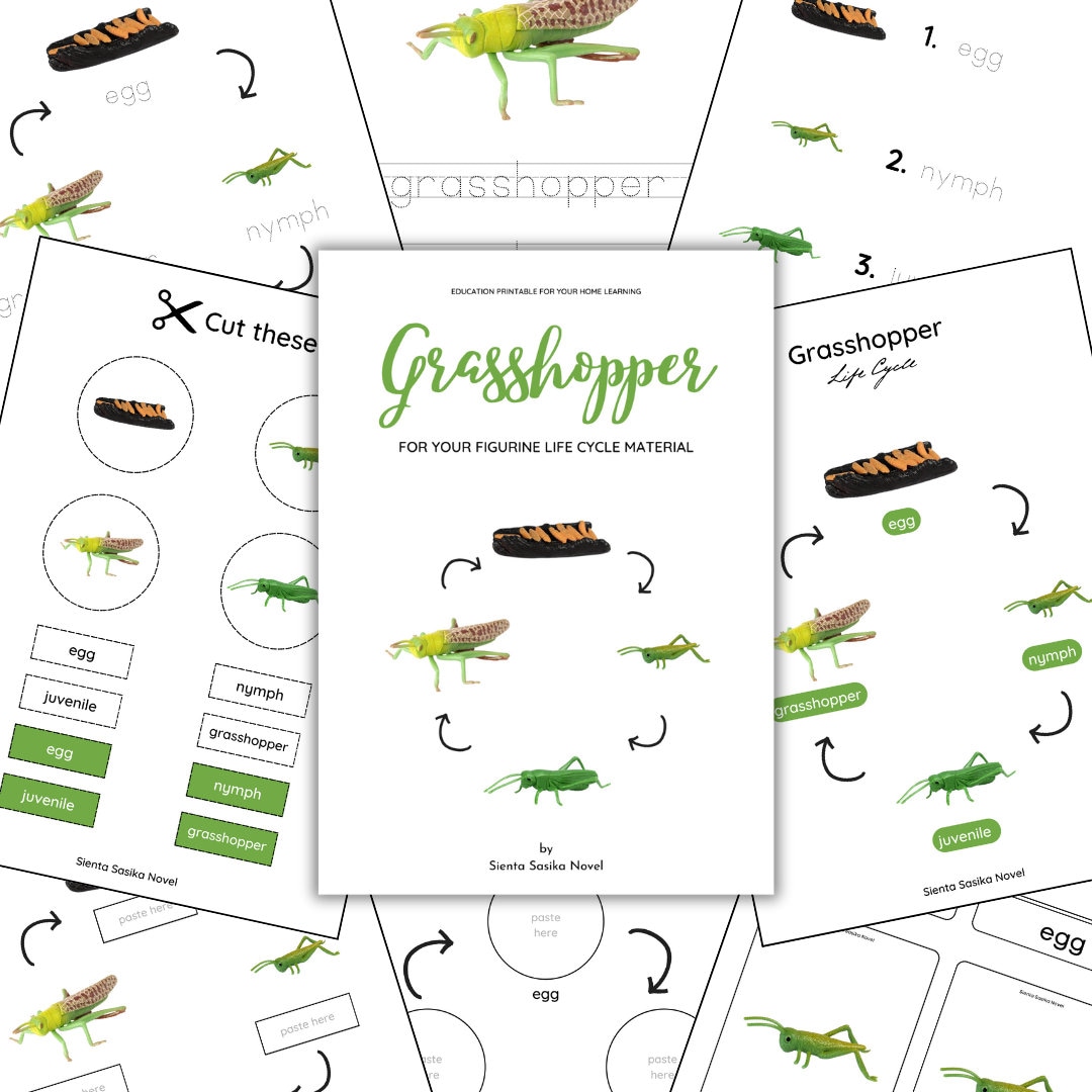 LIFE CYCLE: Grasshopper Life Cycle for Your Figurine Life Cycle ...