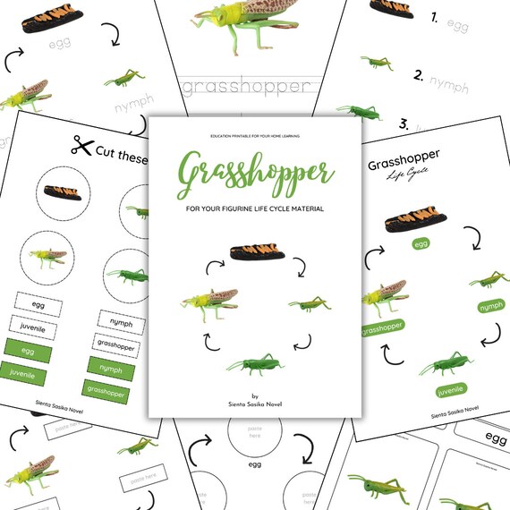 Grasshopper Life Cycle Diagram