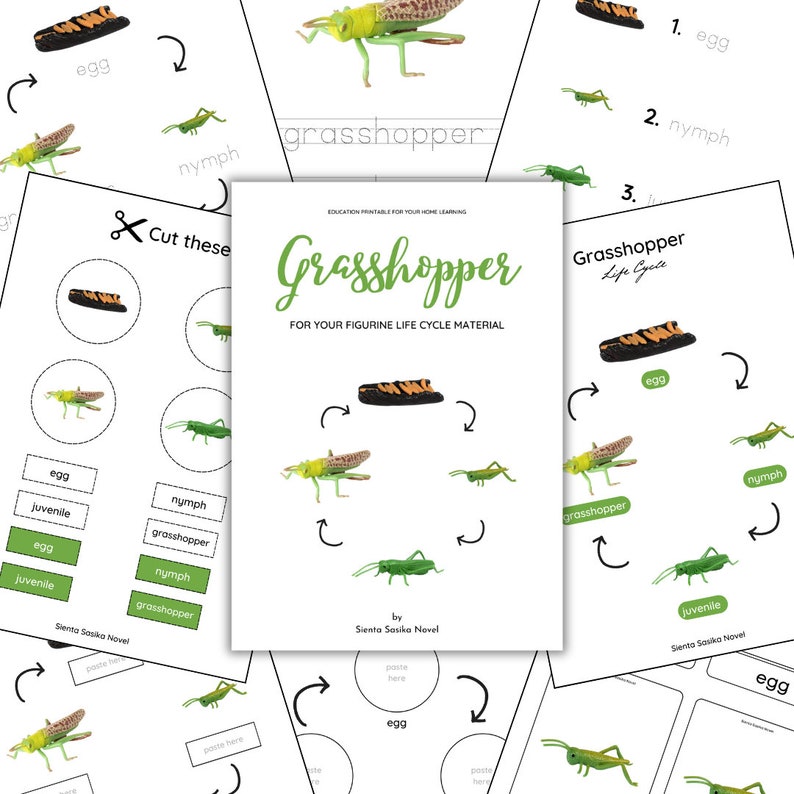 LIFE CYCLE: Grasshopper Life Cycle for Your Figurine Life Cycle ...