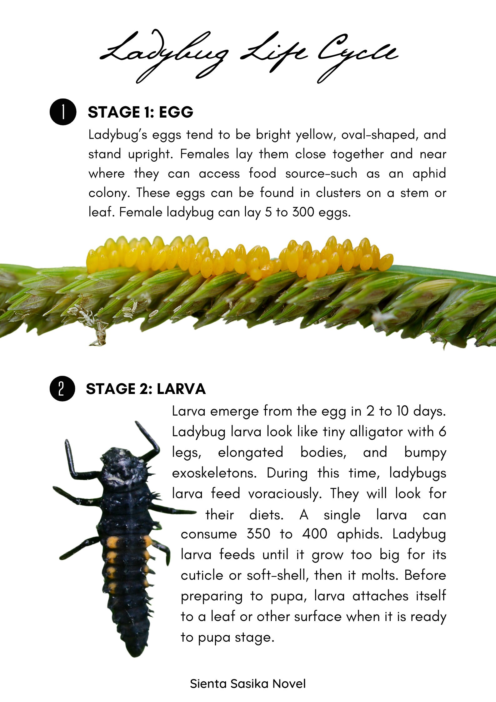 LADYBUG UNIT STUDY nature Unit Study Total 232 Pages Science ...