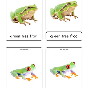 MONTESSORI 3 PARTS CARD: Real Picture of Amphibian | Homeschool, Home ...