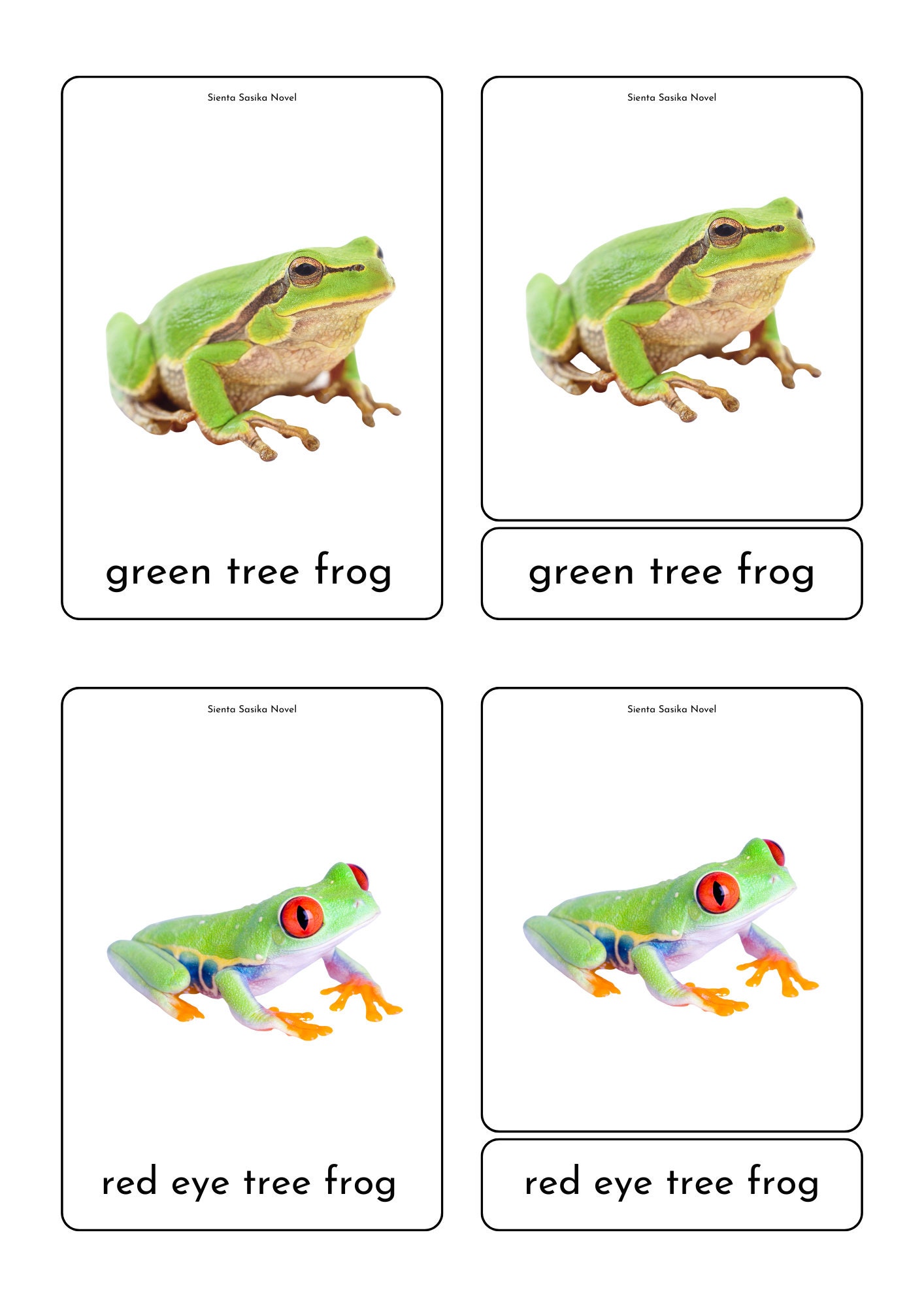 MONTESSORI 3 PARTS CARD: Real Picture of Amphibian Homeschool, Home ...