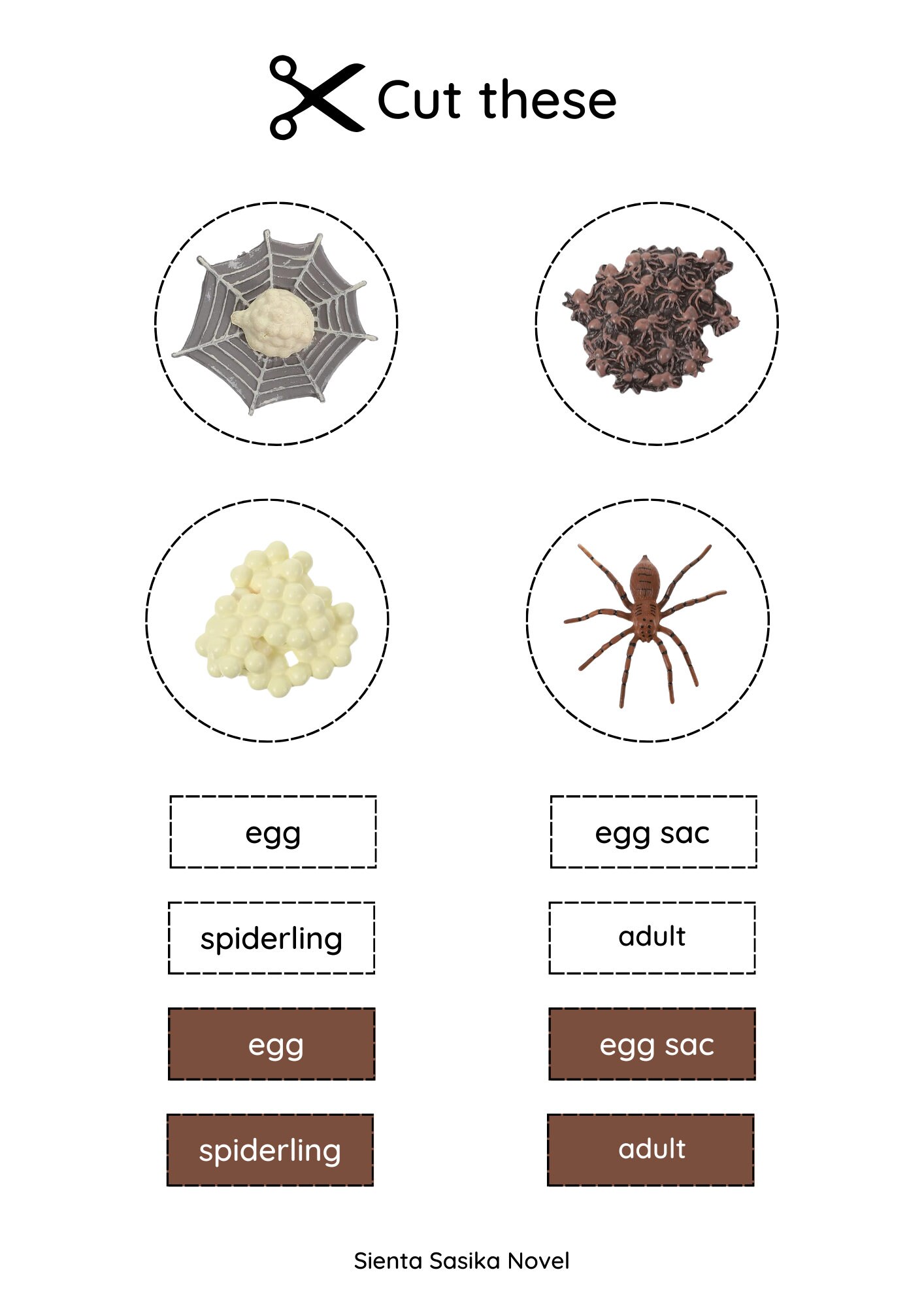 LIFE CYCLE: Spider Life Cycle for Your Figurine Life Cycle Material ...