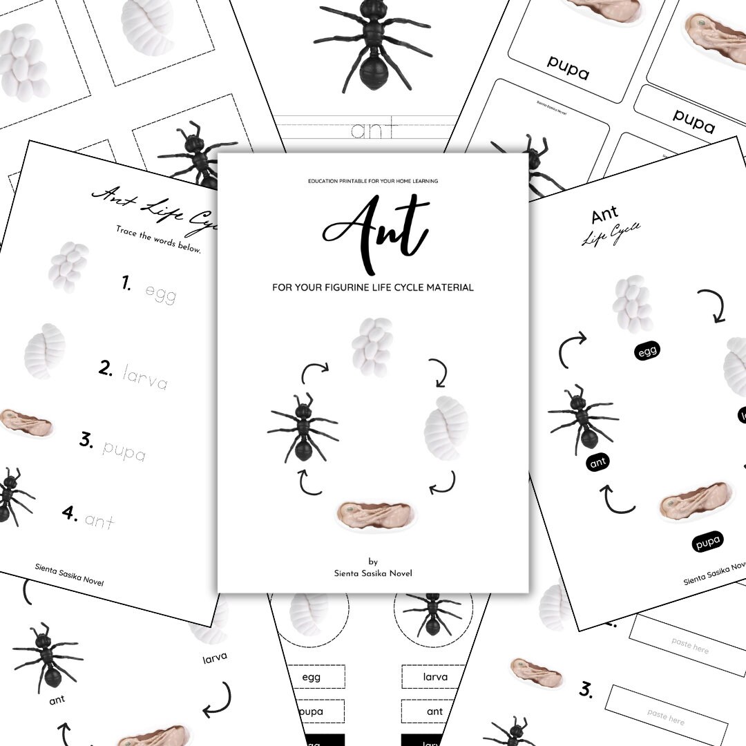 Ant Life Cycle Printable: Montessori Cards & Worksheets (PDF) - Etsy
