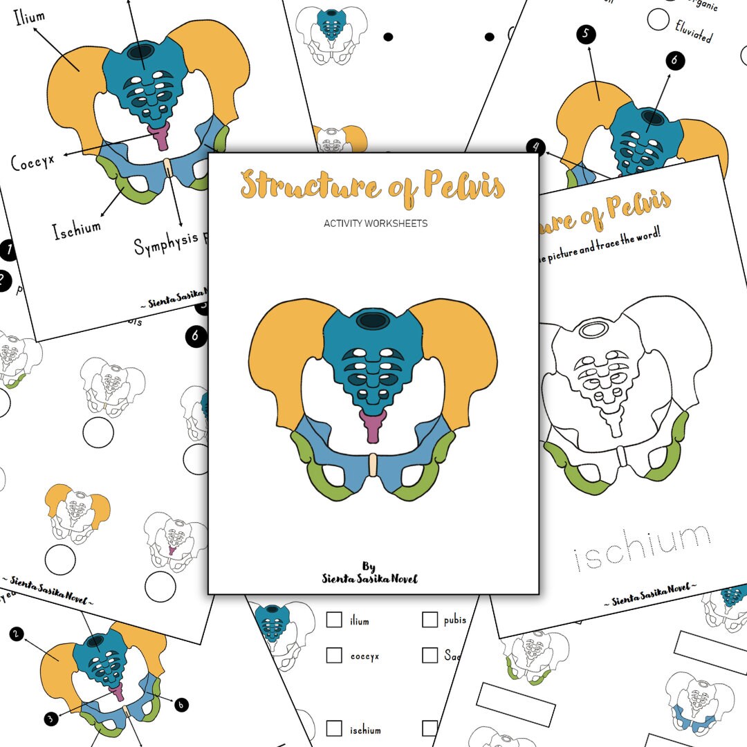 STRUCTURE OF PELVIS: Montessori 3 Parts Card and 50 Pages Worksheet ...