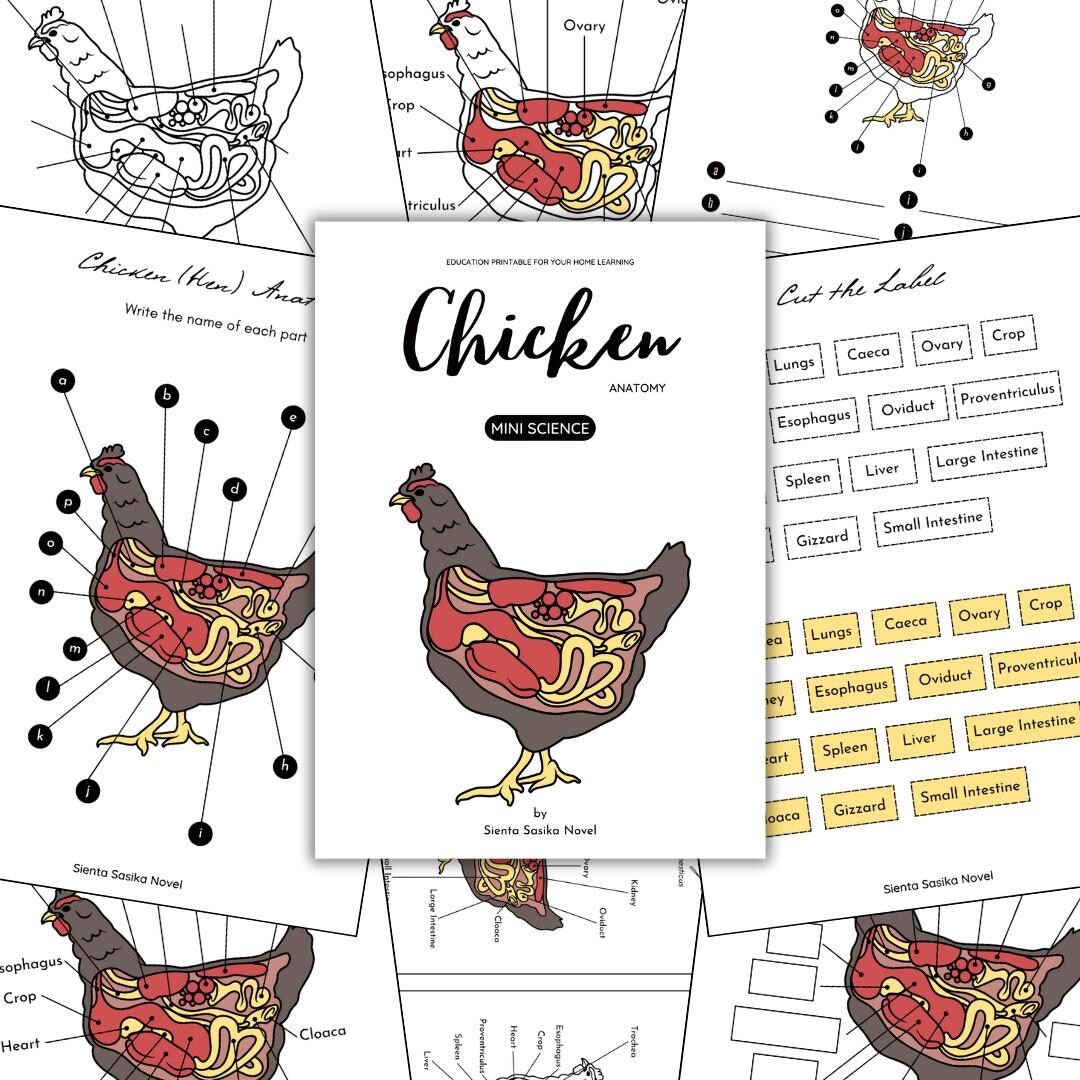 Apprendre l'anatomie du poulet à imprimer : Mini science (PDF) - Etsy ...