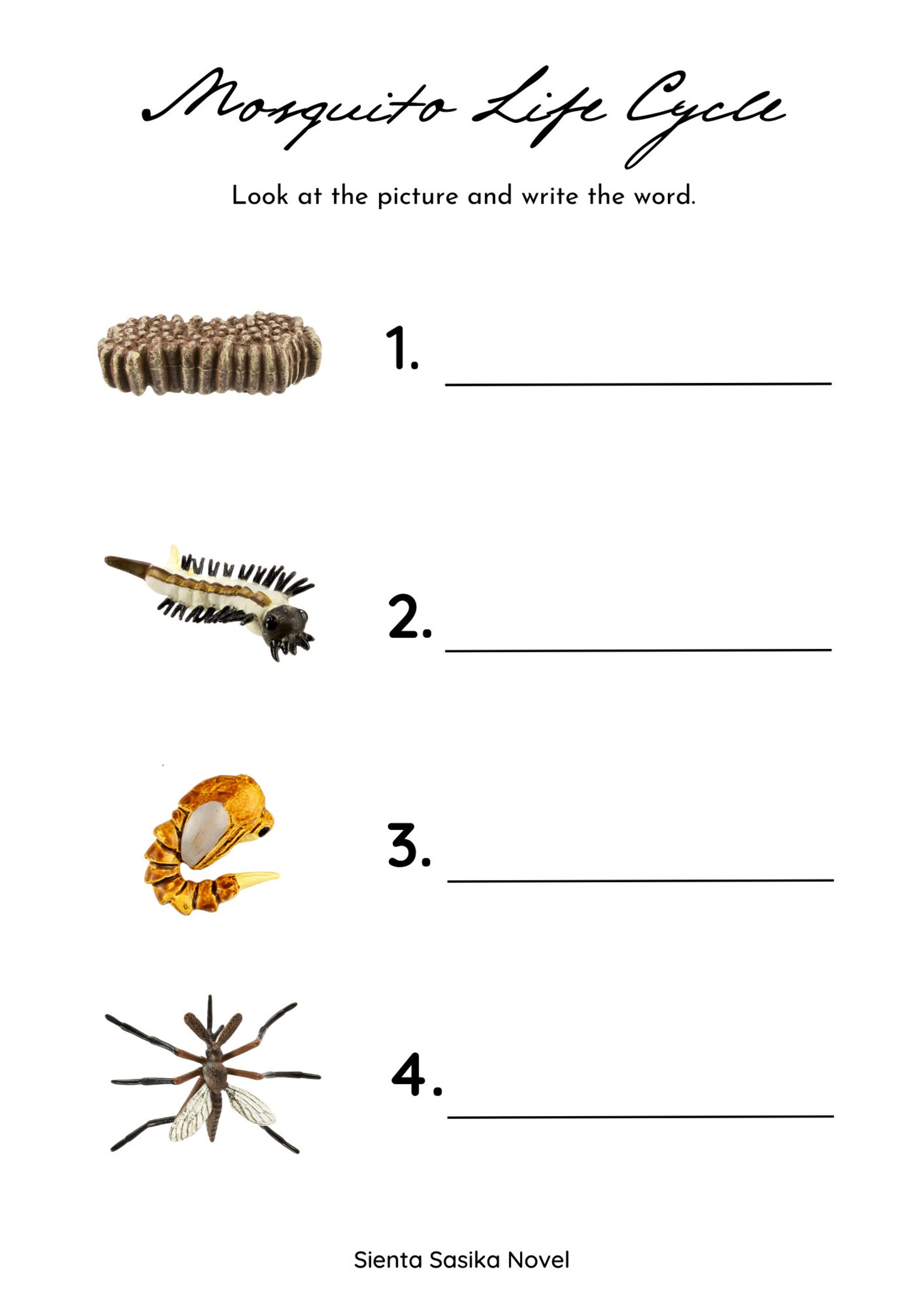 LIFE CYCLE: Mosquito Life Cycle for Your Figurine Life Cycle Material ...