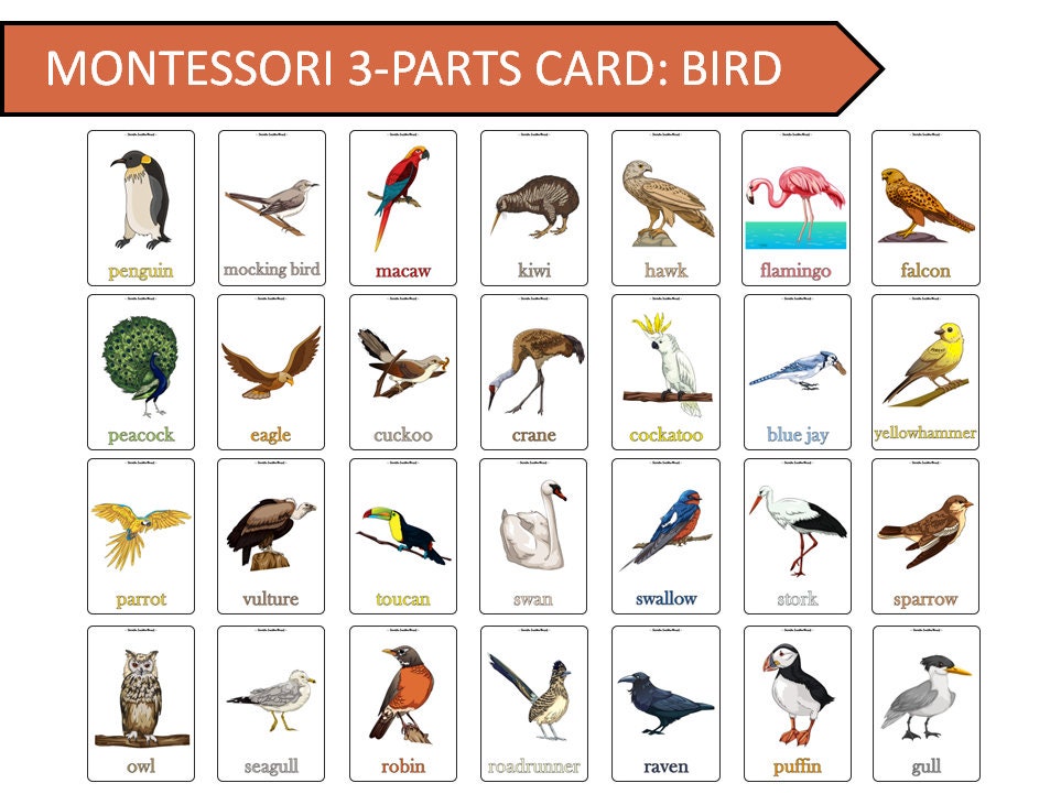 BUNDLE MONTESSORI 3 Parts Card: Fish, Insects, Birds Flash Cards Total ...