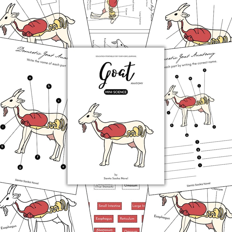 Goat Anatomy Learning Printable: Mini Science (PDF) - Etsy