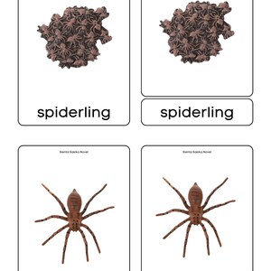 Spider Life Cycle Printable: Montessori Zoology Cards (PDF) - Etsy