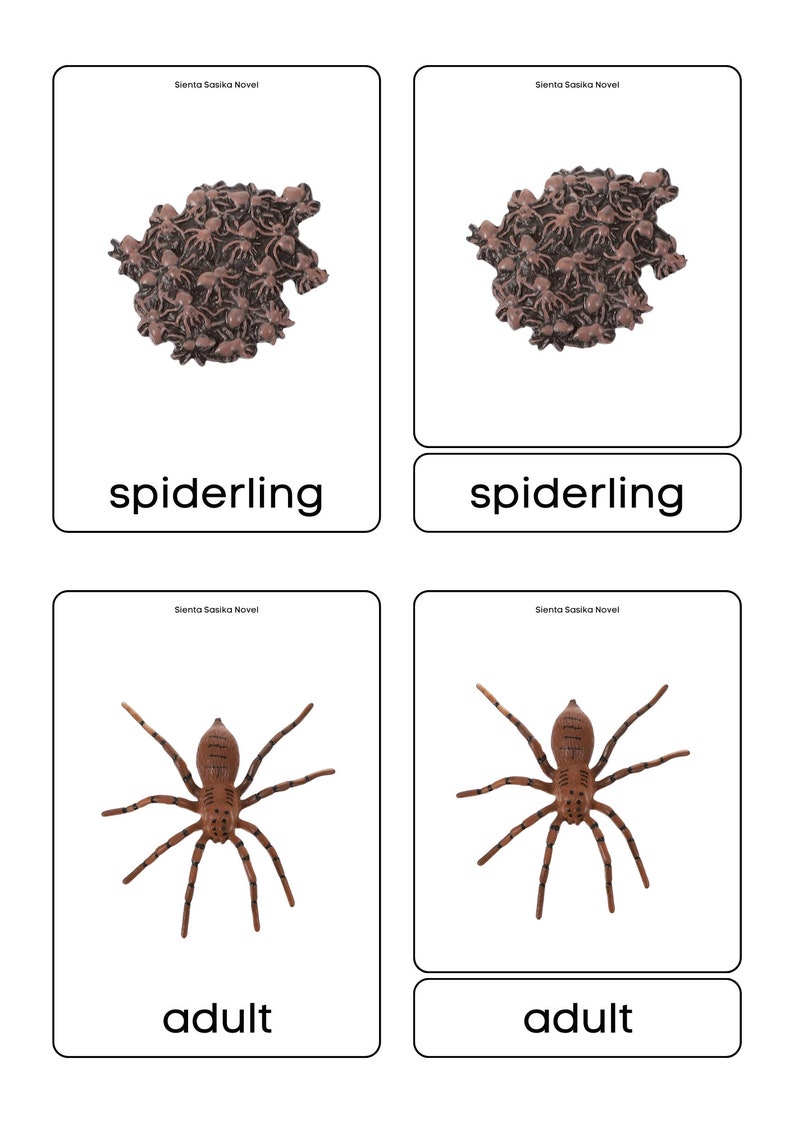 Spider Life Cycle Printable: Montessori Zoology Cards (PDF) - Etsy