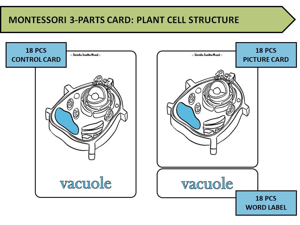 PLANT CELL STRUCTURE: Montessori 3 Parts Card and 115 Pages - Etsy