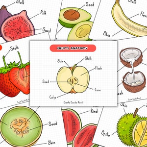 PRESCHOOL: Fruits Anatomy Anatomy Map, Fruits Anatomy Map ...