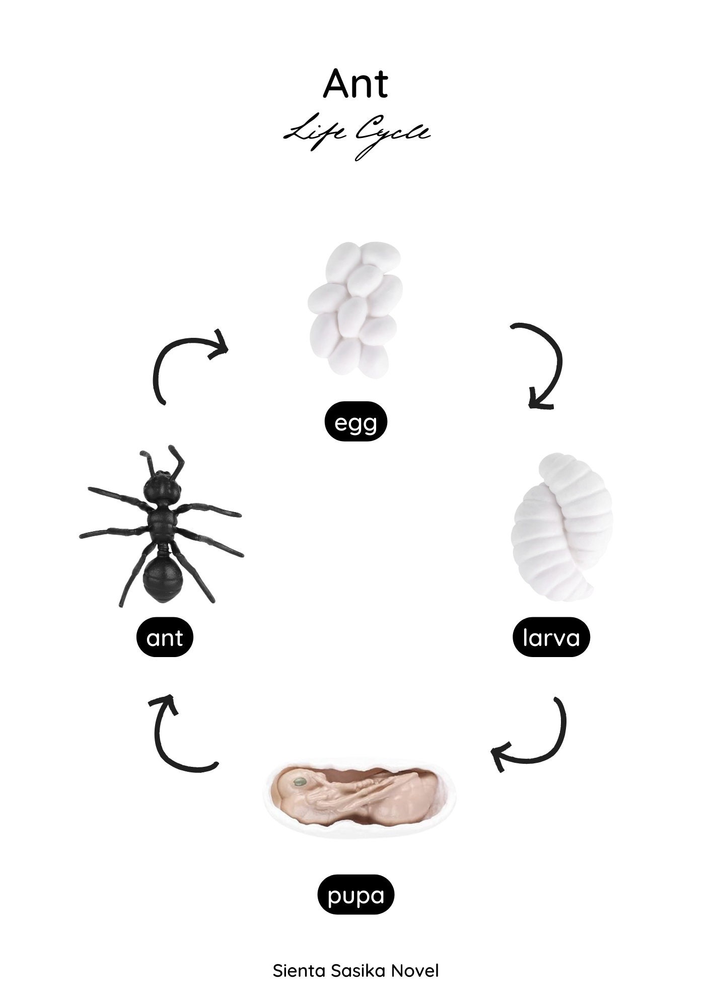 LIFE CYCLE: Ant Life Cycle for Your Figurine Life Cycle Material | Life ...