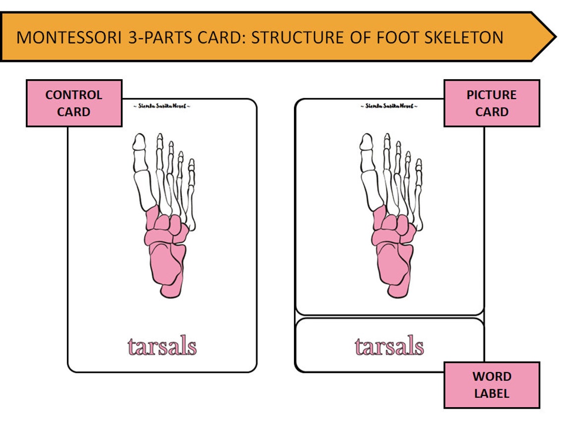 STRUCTURE of FOOT SKELETON: Montessori 3 Parts Card and 42 Worksheet ...