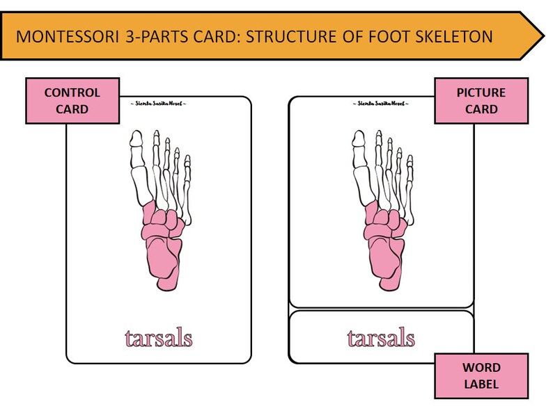 STRUCTURE of FOOT SKELETON: Montessori 3 Parts Card and 42 Worksheet ...