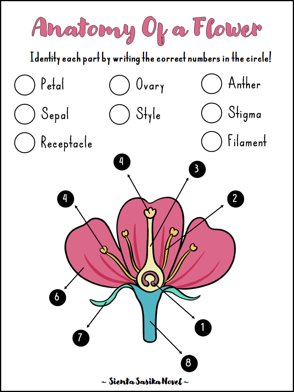 ANATOMY of A FLOWER: Montessori 3 Parts Card and 50 Pages - Etsy