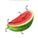 PART OF FRUIT: Watermelon Semangka Learning Anatomy of Fruit Botany ...
