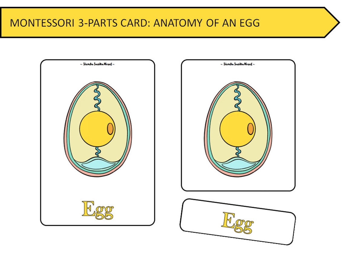 ANATOMY of AN EGG: Montessori 3 Parts Card and 50 Worksheet Pages Egg ...