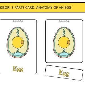 ANATOMY of AN EGG: Montessori 3 Parts Card and 50 Worksheet Pages Egg ...