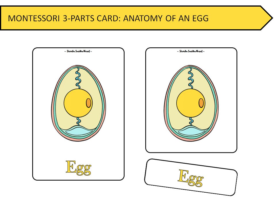 ANATOMY of AN EGG: Montessori 3 Parts Card and 50 Worksheet Pages Egg ...