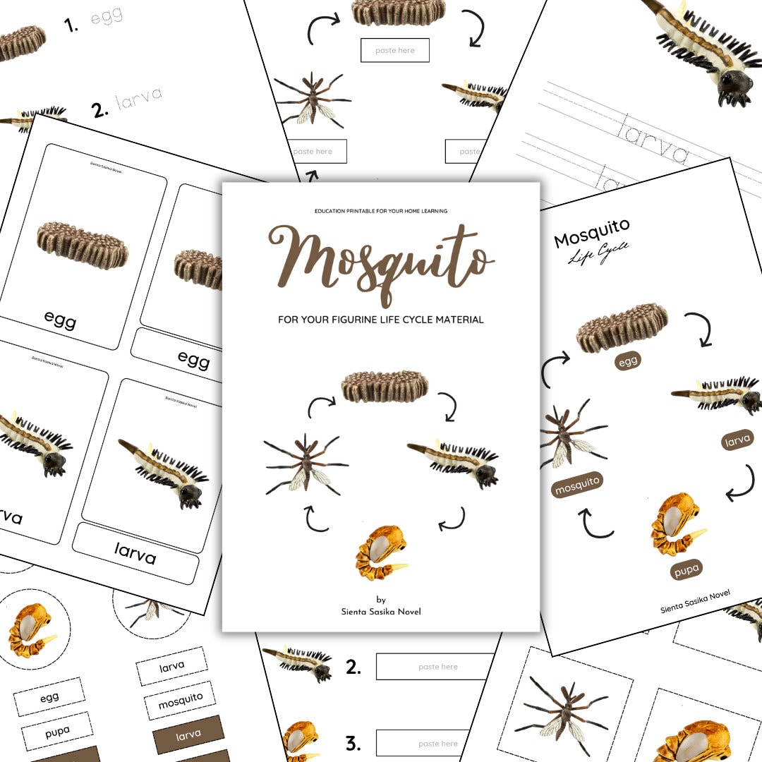 Mosquito Life Cycle Printable: Montessori 3-part Cards & Worksheets ...