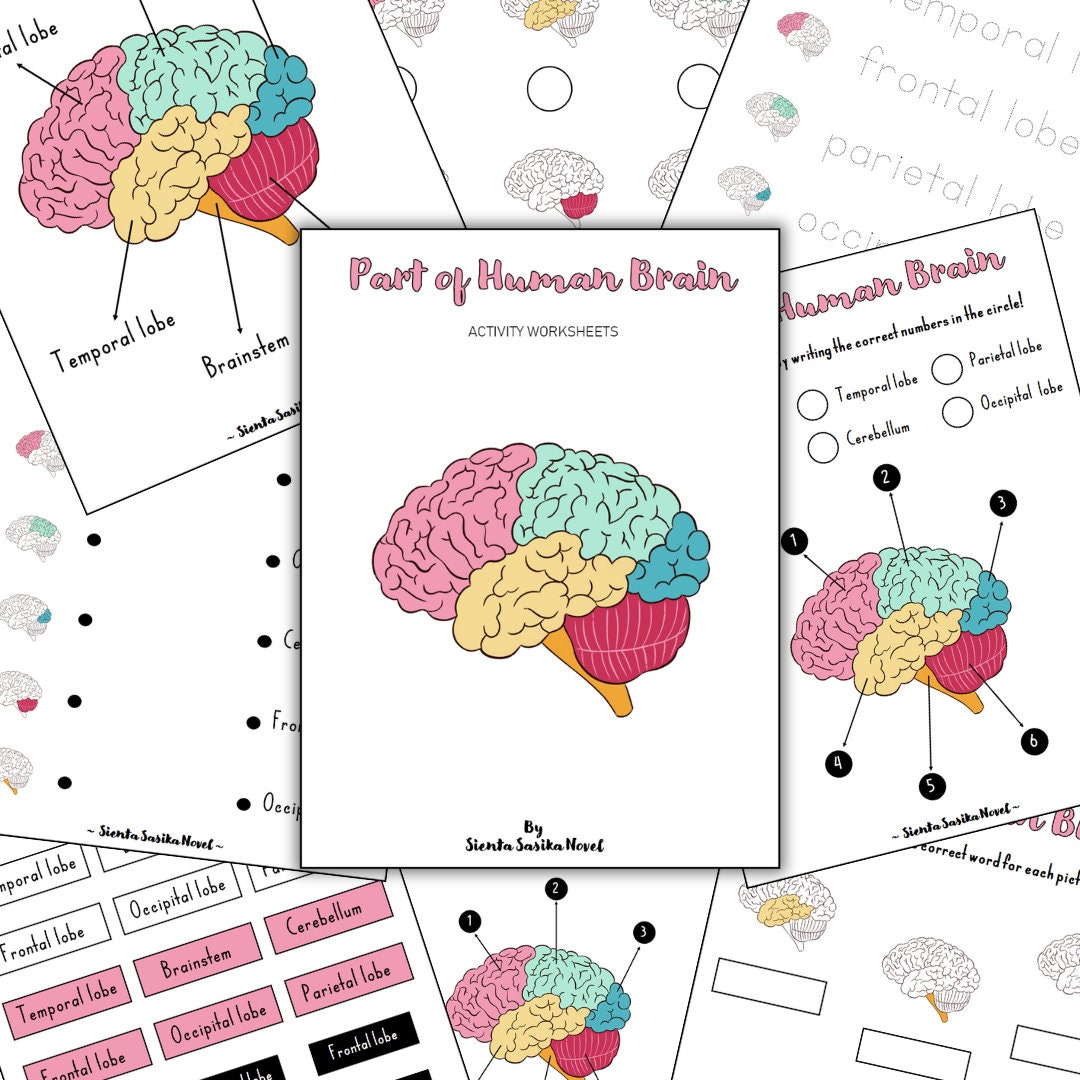 HUMAN BRAIN: Montessori 3 Parts Card and 48 Worksheet Pages | Human ...
