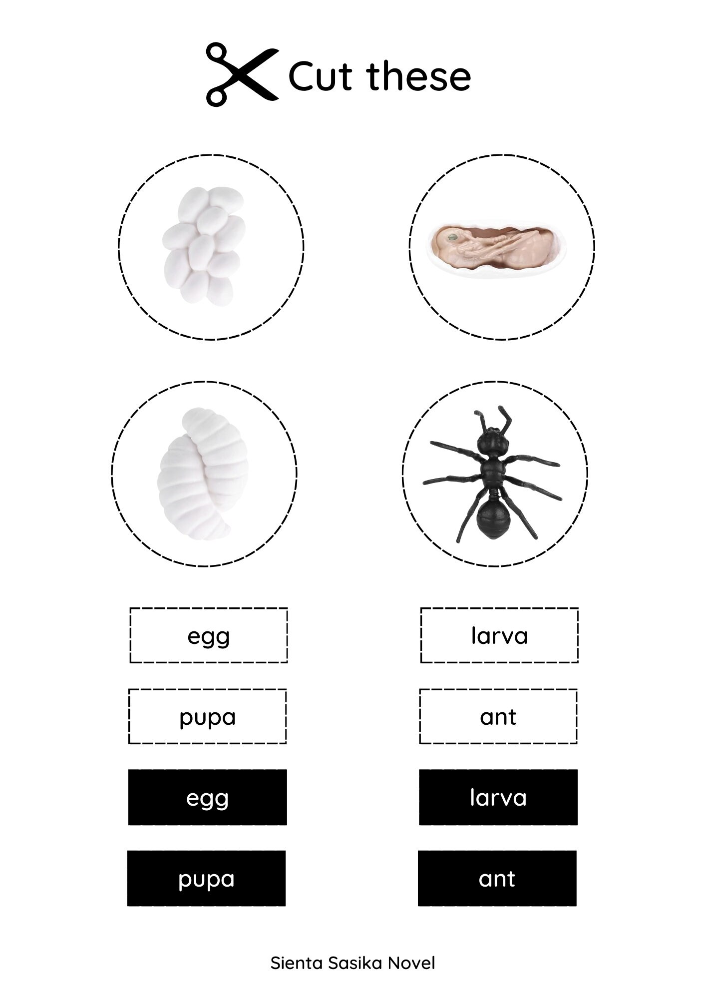 LIFE CYCLE: Ant Life Cycle for Your Figurine Life Cycle Material | Life ...