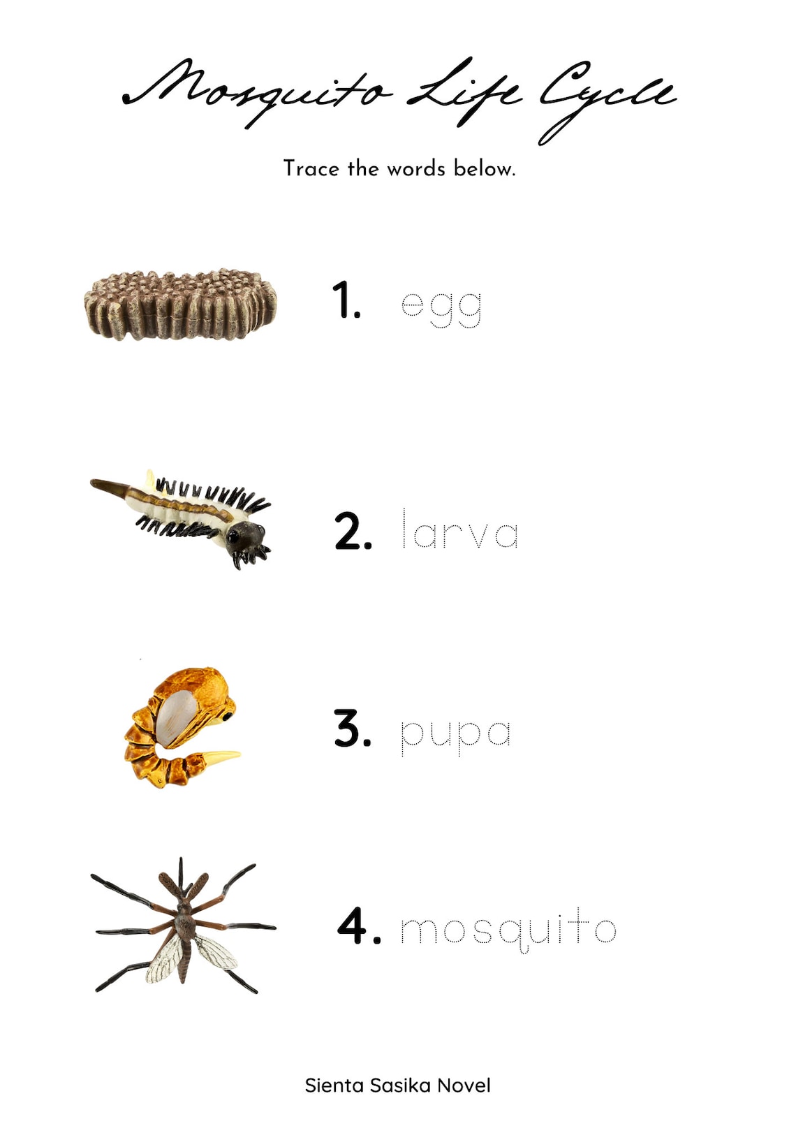 LIFE CYCLE: Mosquito Life Cycle for Your Figurine Life Cycle Material ...