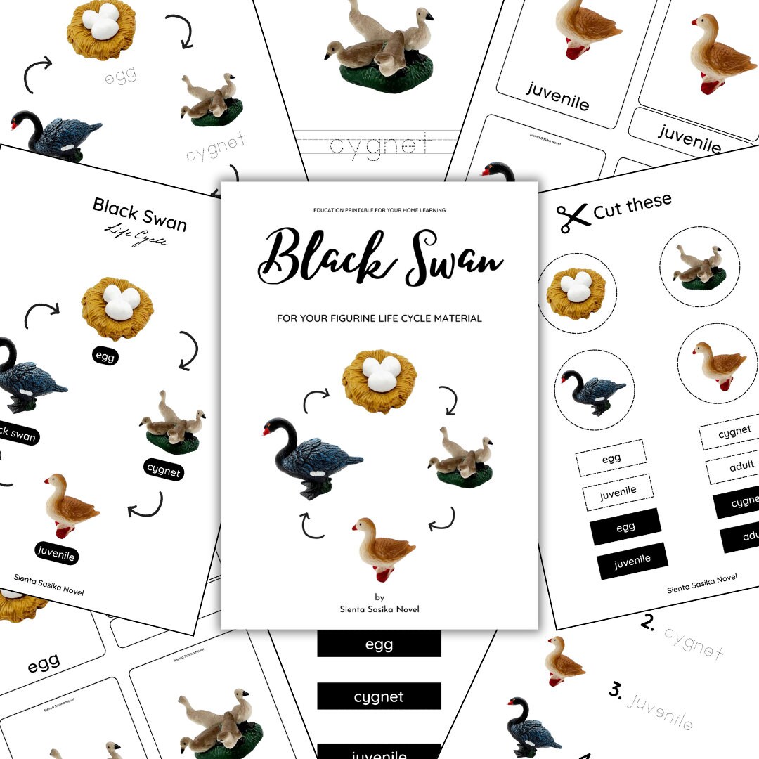 LIFE CYCLE: Black Swan Life Cycle for Your Figurine Life Cycle Material ...