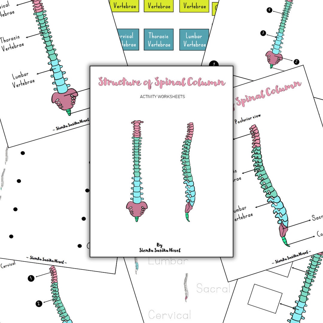 STRUCTURE of SPINAL COLUMN: Montessori 3parts Card & 69pages Worksheet ...