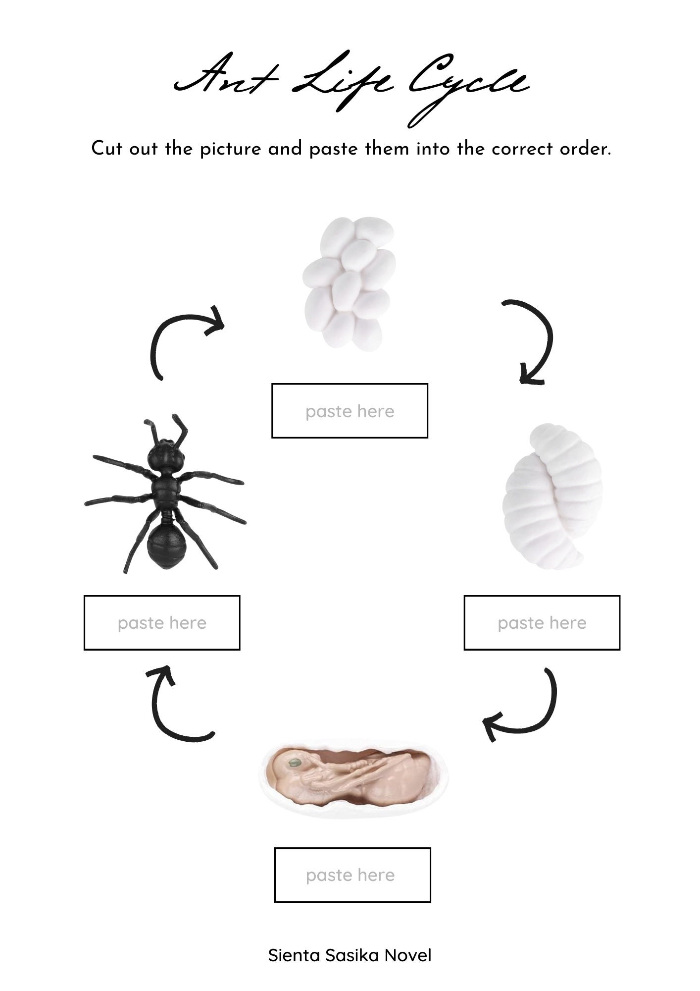 LIFE CYCLE: Ant Life Cycle for Your Figurine Life Cycle Material | Life ...