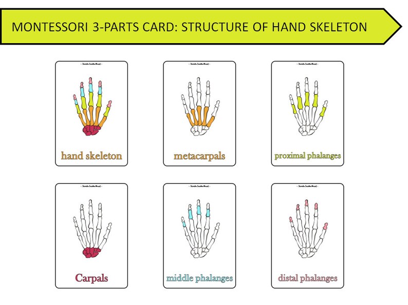 HAND SKELETON: Montessori 3 Parts Card and 42 Worksheet Pages | Hand ...