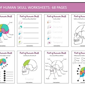 HUMAN SKULL: Montessori 3 Parts Card and 68 Pages Worksheet | Skull ...
