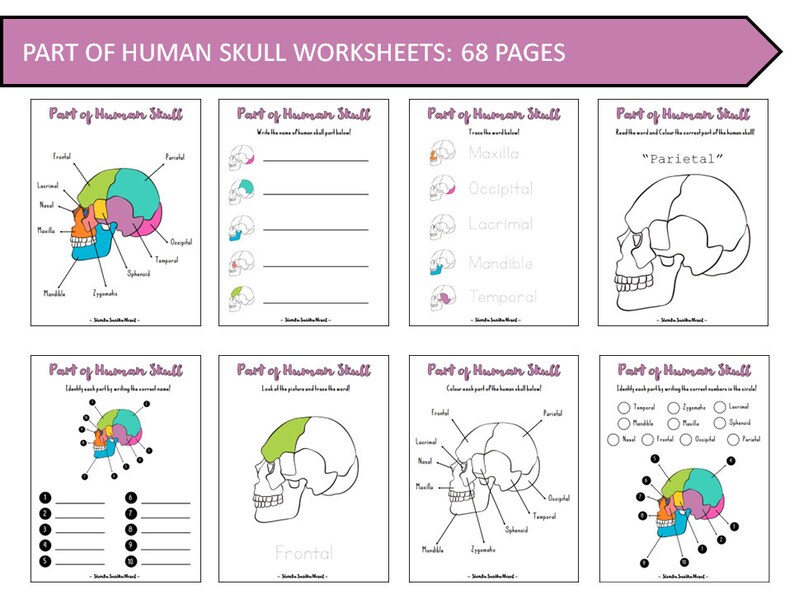 HUMAN SKULL: Montessori 3 Parts Card and 68 Pages Worksheet | Skull ...