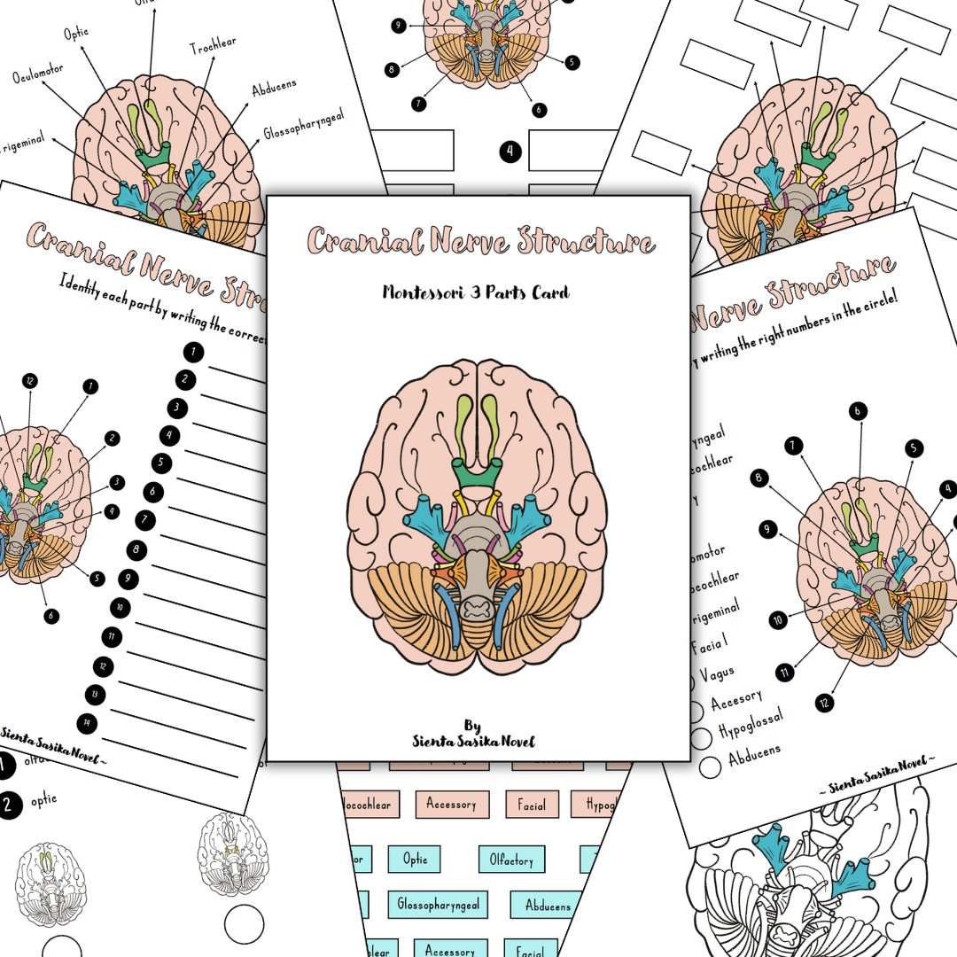 Cranial Nerve Structure: Montessori 3-part Cards & Worksheets ...