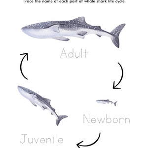 Whale Shark Nature Unit Study: Homeschool Science (PDF Download) - Etsy