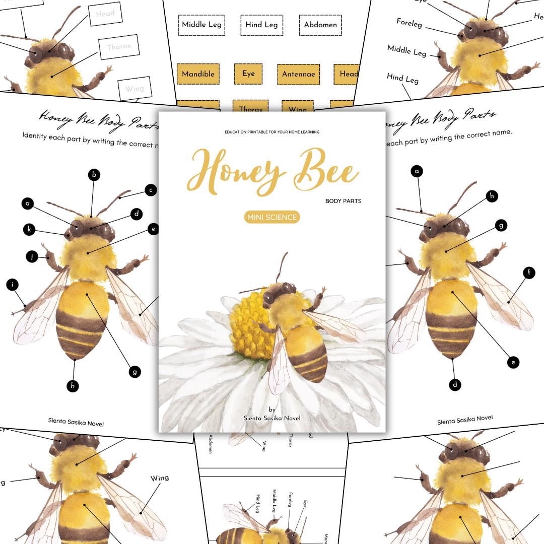 Mini Science: Learning Honey Bee Body Parts, Animal Anatomy - Etsy