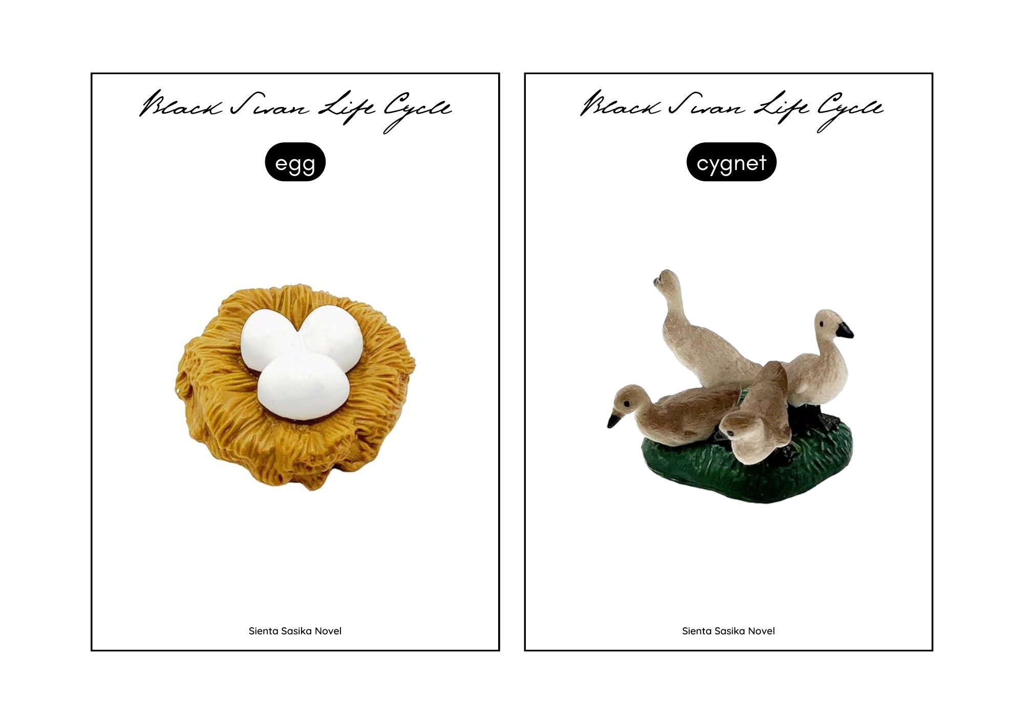 LIFE CYCLE: Black Swan Life Cycle for Your Figurine Life Cycle Material ...