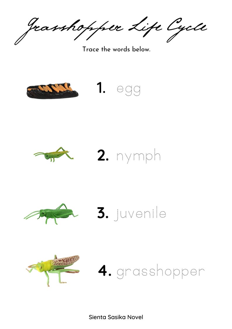 LIFE CYCLE: Grasshopper Life Cycle for Your Figurine Life Cycle ...