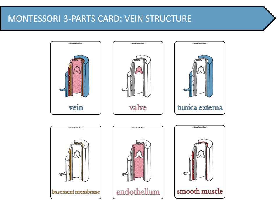 VEIN STRUCTURE: Montessori 3 Parts Card and 45 Pages Worksheet ...