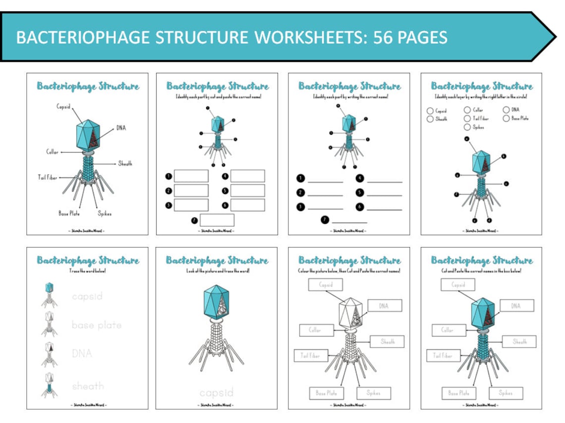 BACTERIOPHAGE STRUCTURE: Montessori 3 Parts Card and 56 Pages Worksheet ...