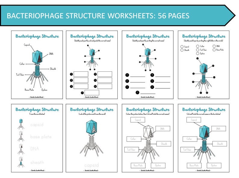 BACTERIOPHAGE STRUCTURE: Montessori 3 Parts Card and 56 Pages Worksheet ...