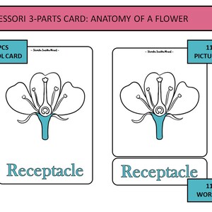FLOWER ANATOMY: Montessori 3 Parts Card and 50 Pages Worksheet | Flower ...