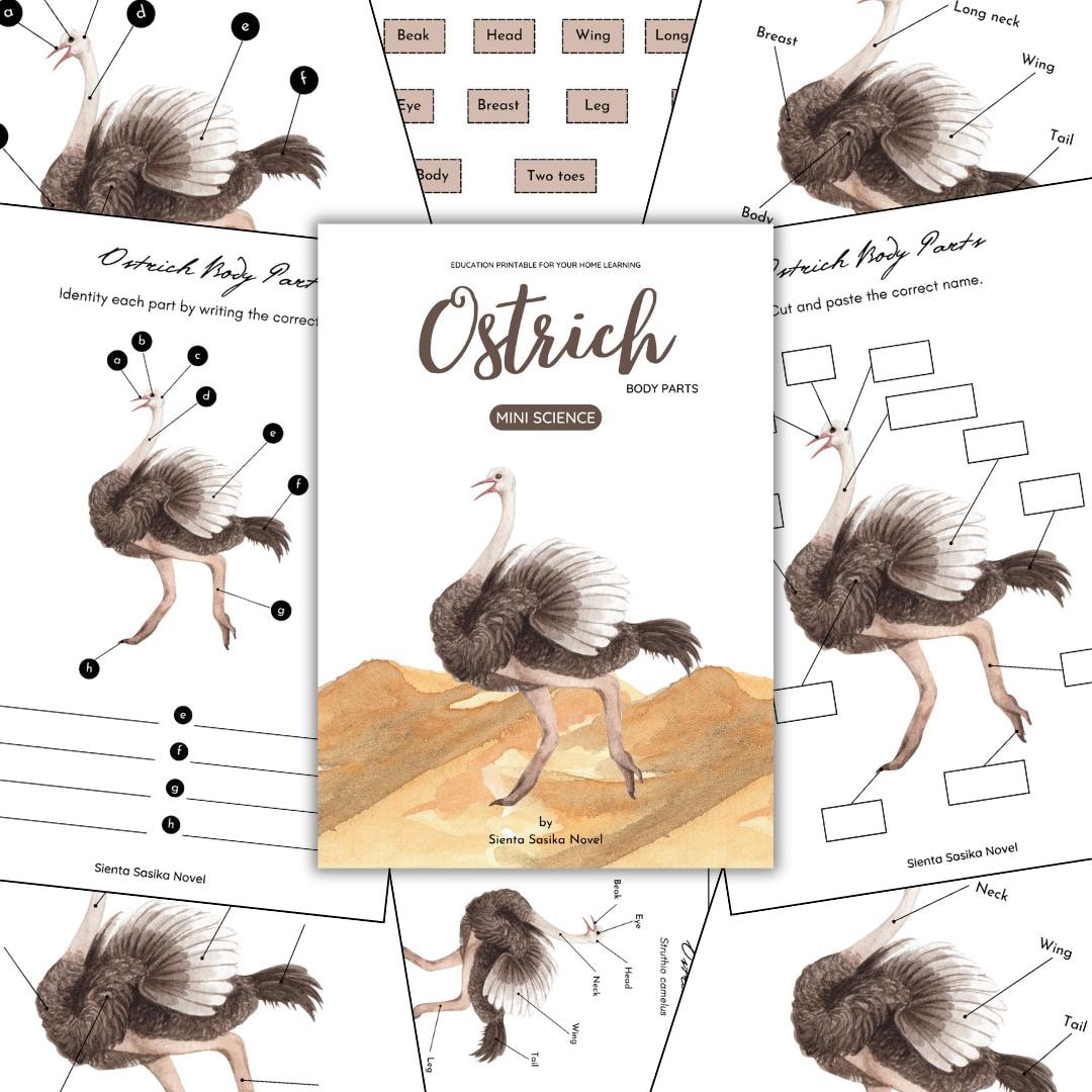 Ostrich Anatomy: Body Parts Learning Printable (PDF) - Etsy