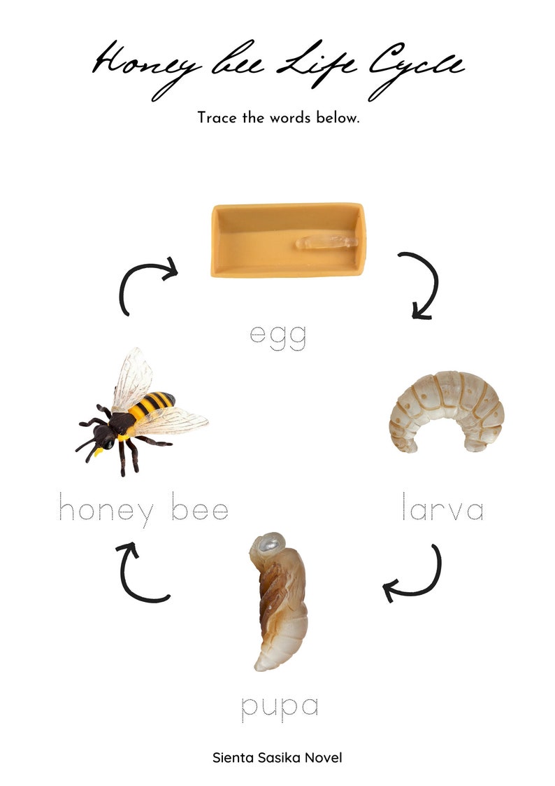 Honey Bee Life Cycle Printable: Montessori 3-part Cards (PDF Download ...