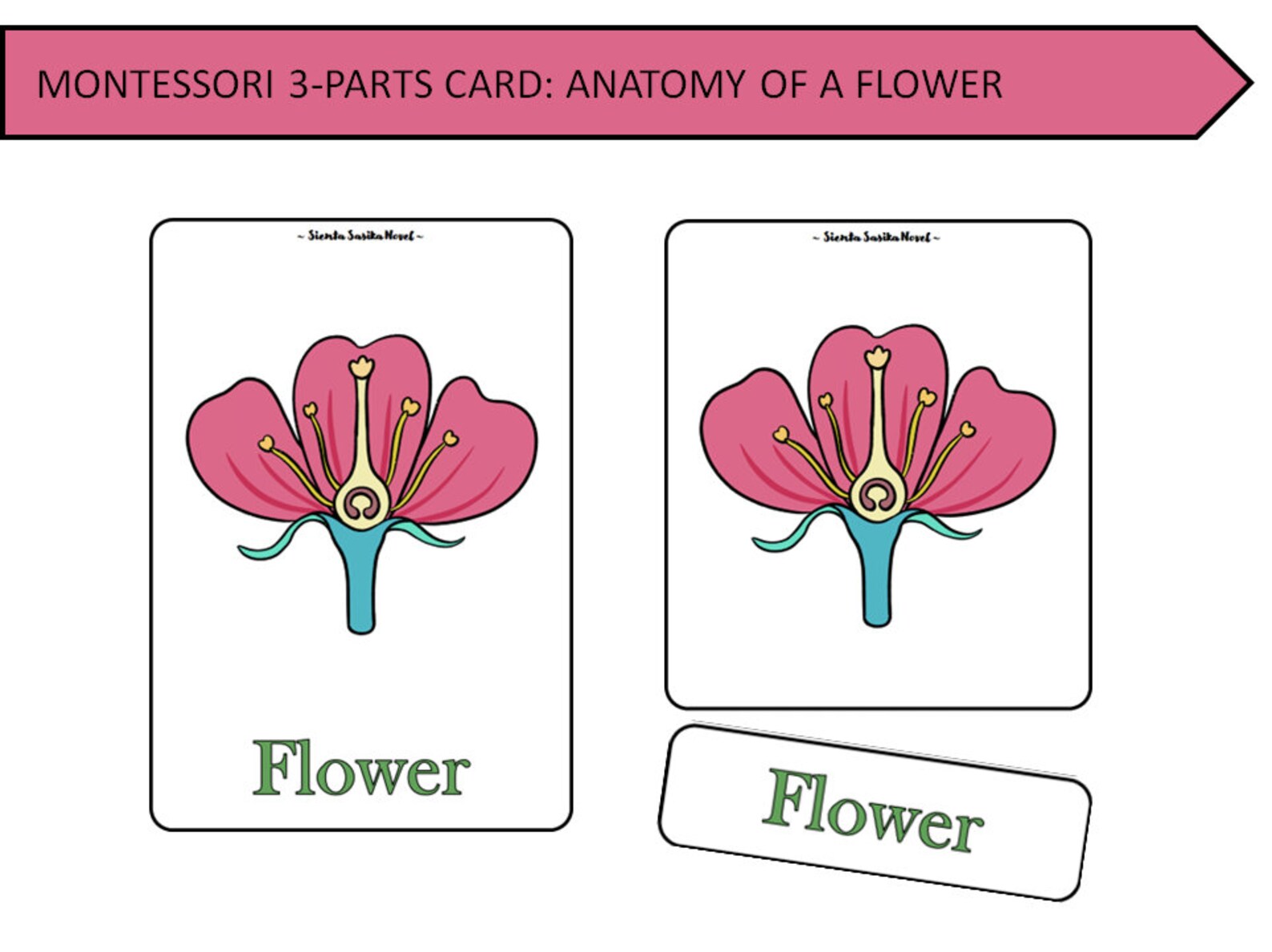 FLOWER ANATOMY: Montessori 3 Parts Card and 50 Pages Worksheet | Flower ...