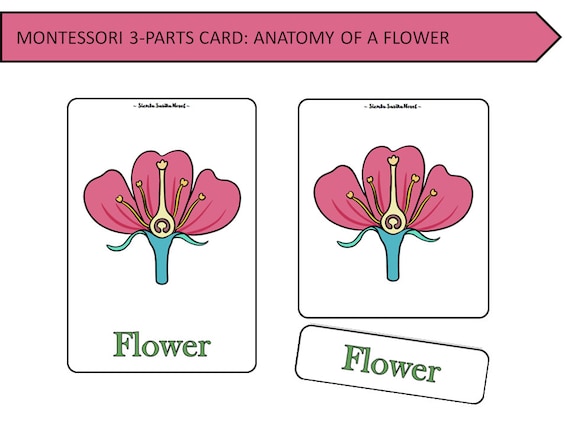 ANATOMY of A FLOWER: Montessori 3 Parts Card and 50 Pages - Etsy