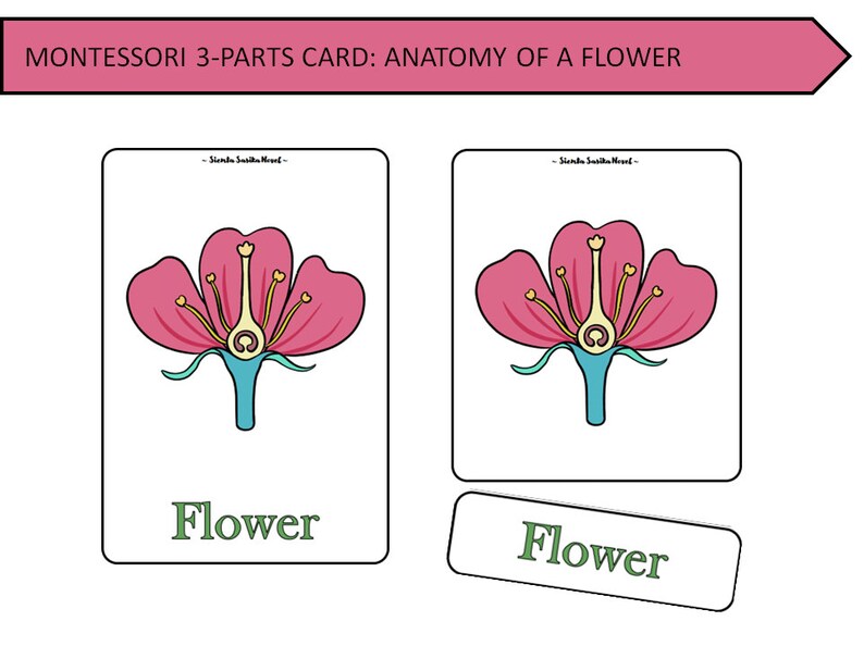 ANATOMY of A FLOWER: Montessori 3 Parts Card and 50 Pages Worksheet ...