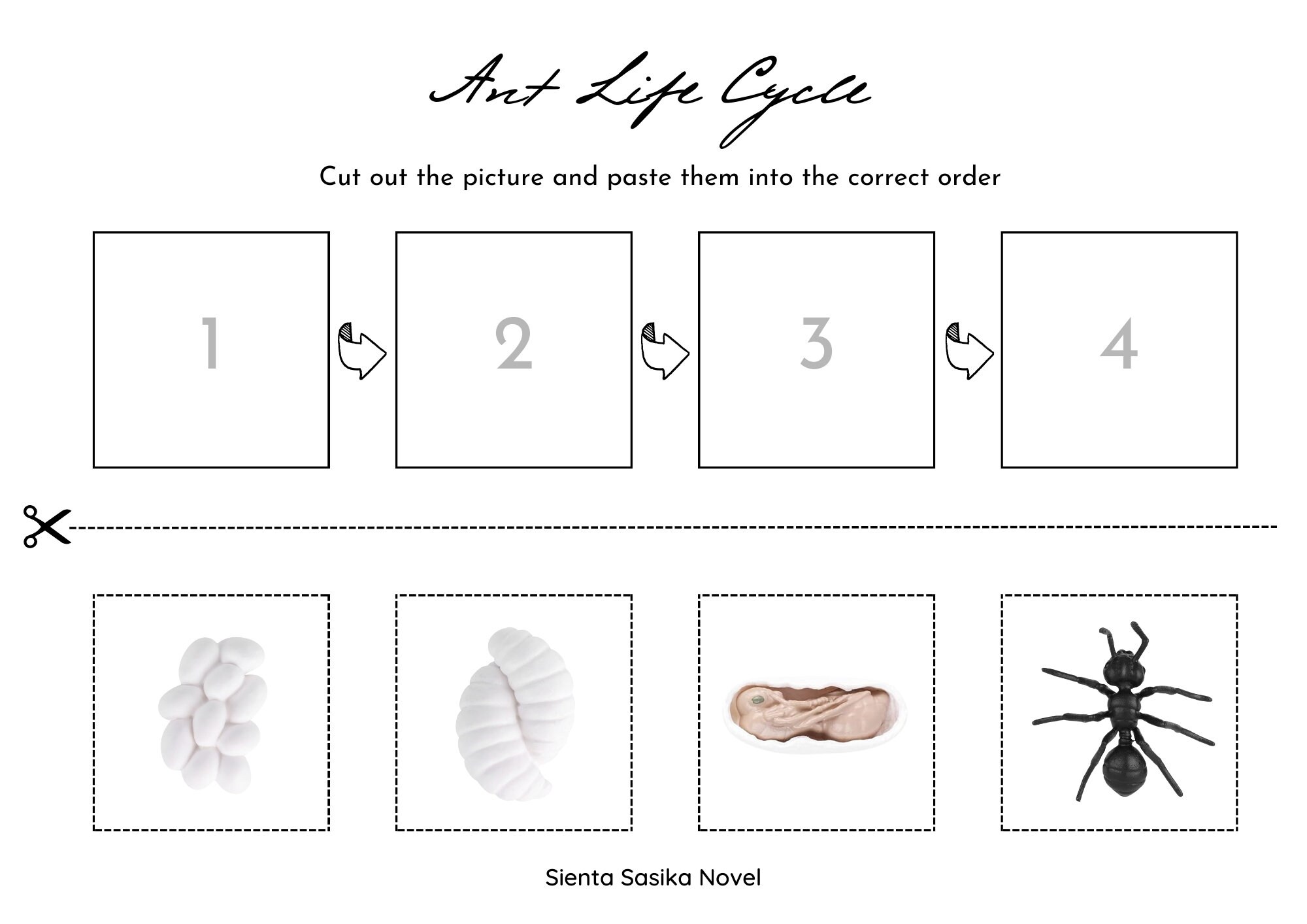 LIFE CYCLE: Ant Life Cycle for Your Figurine Life Cycle Material | Life ...